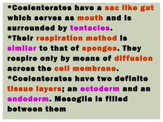 Coelenterates - classification and gen characters | PPT | Biological ...
