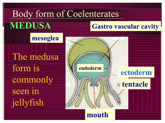 Coelenterates - classification and gen characters