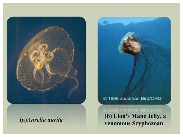 Coelenterates - classification and gen characters
