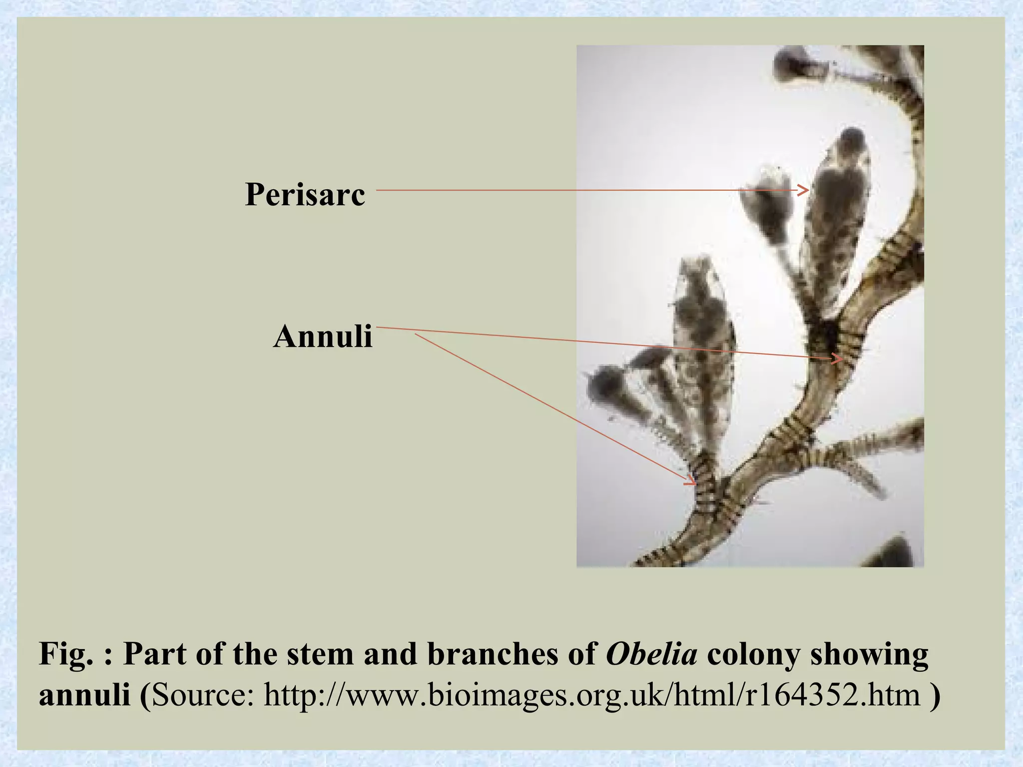 Coelenterates- The Obelia | PPT | Geography | Science