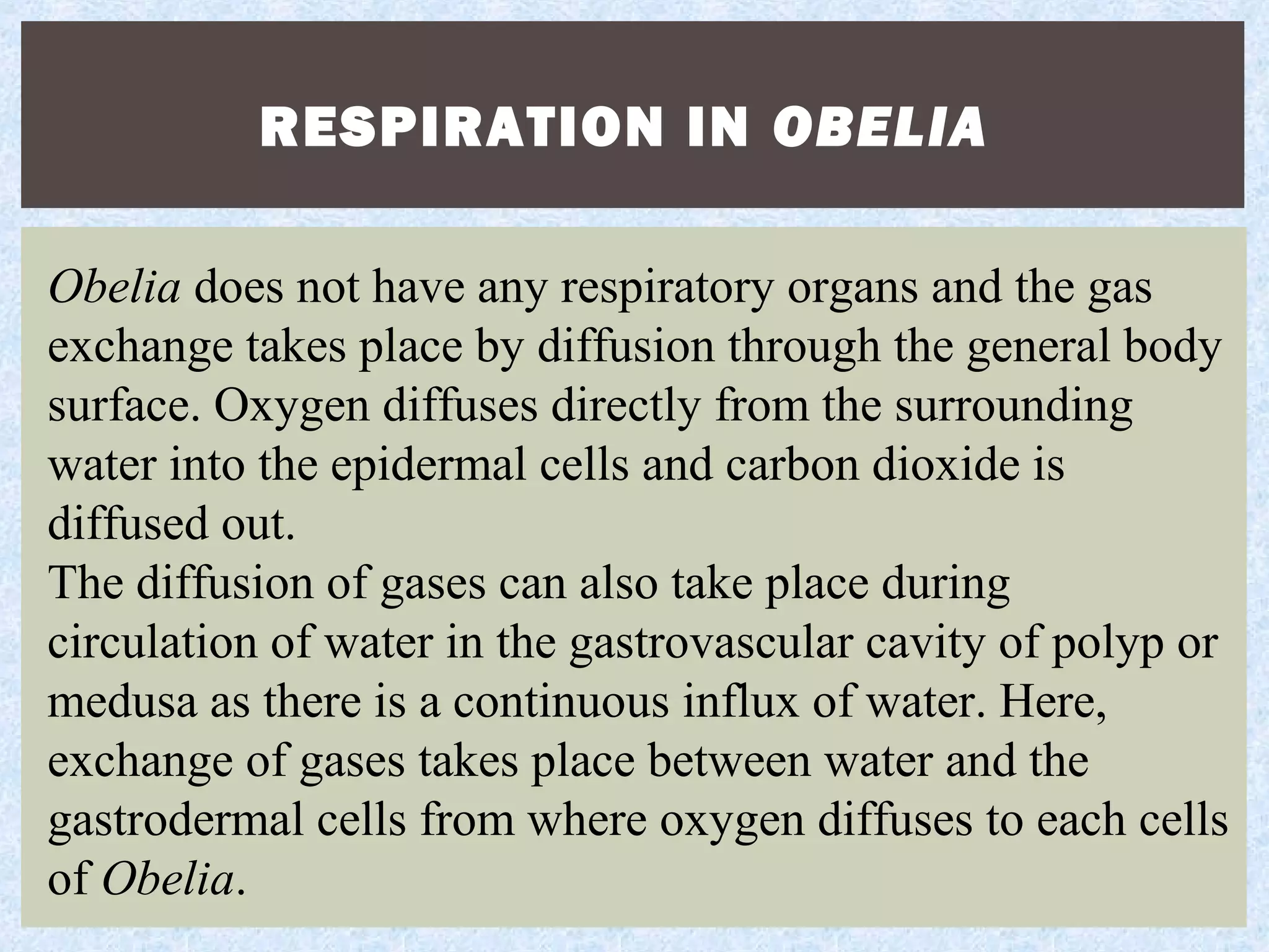Coelenterates- The Obelia | PPT | Geography | Science