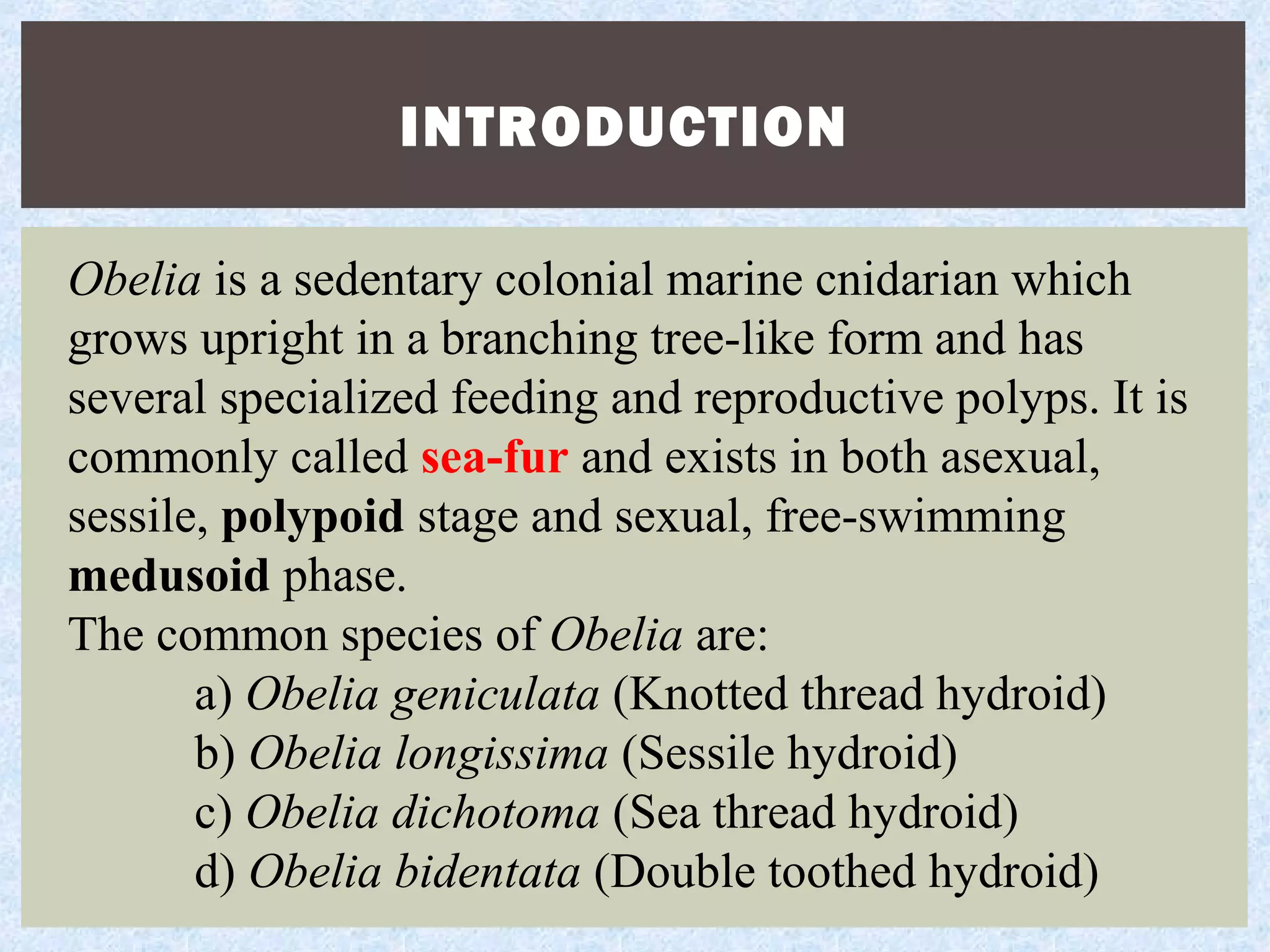 Coelenterates- The Obelia | PPT