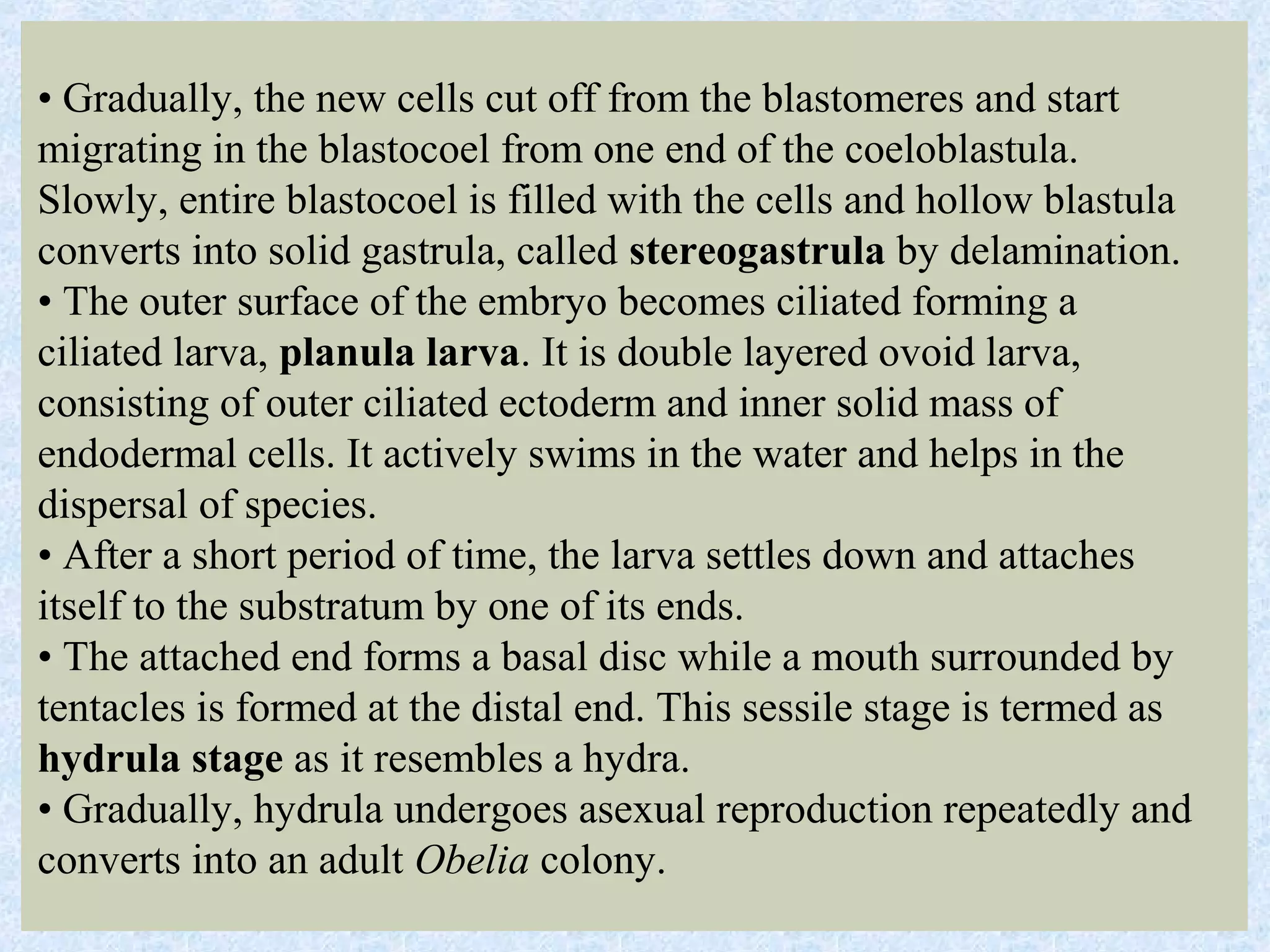 Coelenterates- The Obelia | PPT | Geography | Science