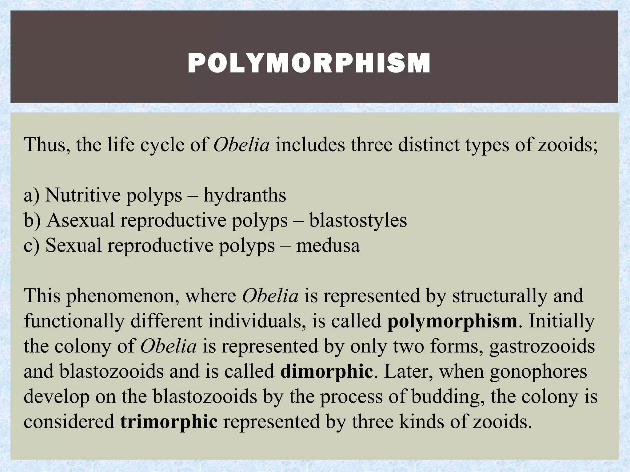 Coelenterates- The Obelia | PPT