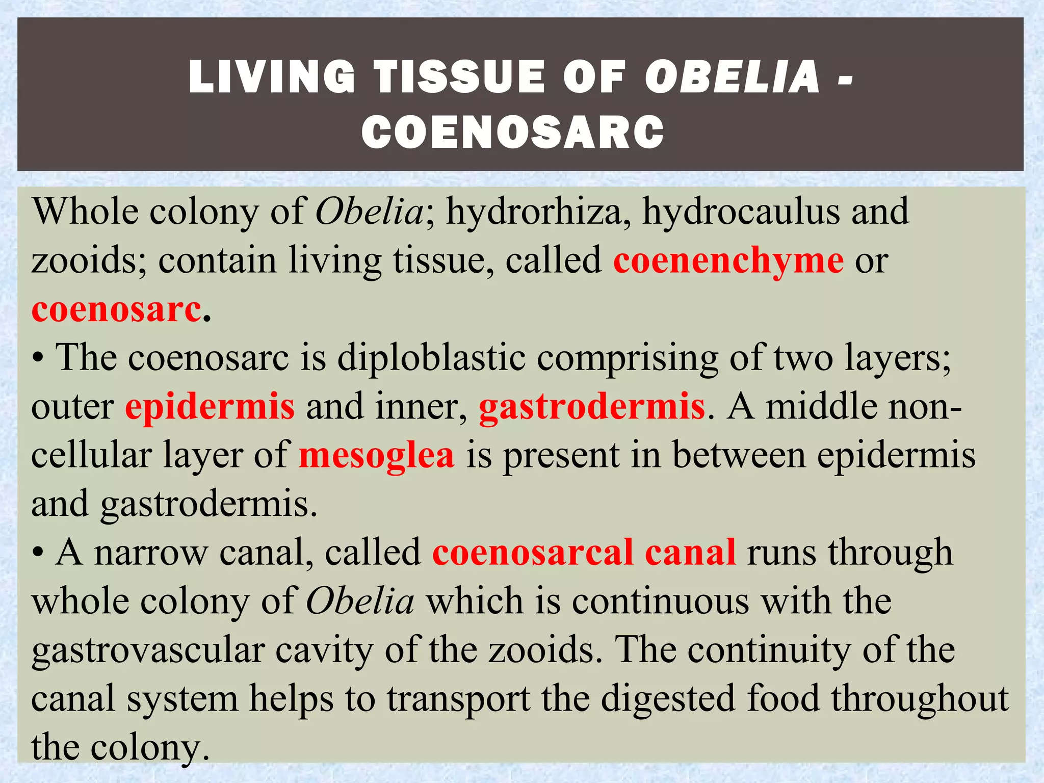 Coelenterates- The Obelia | PPT
