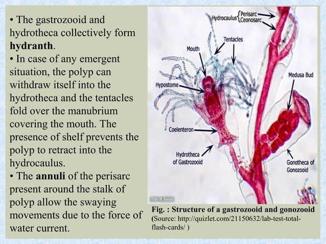 Coelenterates- The Obelia | PPT | Geography | Science
