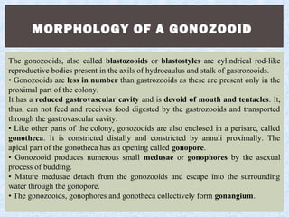 Coelenterates- The Obelia | PPT | Geography | Science