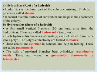 Coelenterates- The Obelia | PPT | Geography | Science
