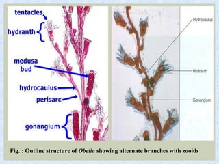 Coelenterates- The Obelia | PPT | Geography | Science