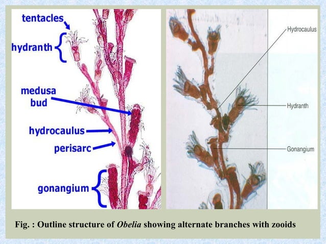 Coelenterates- The Obelia | PPT | Geography | Science