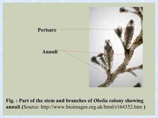 Obelia Diagram Labeled