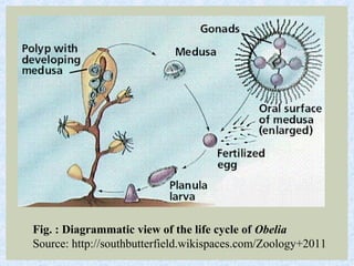 Obelia Life Cycle
