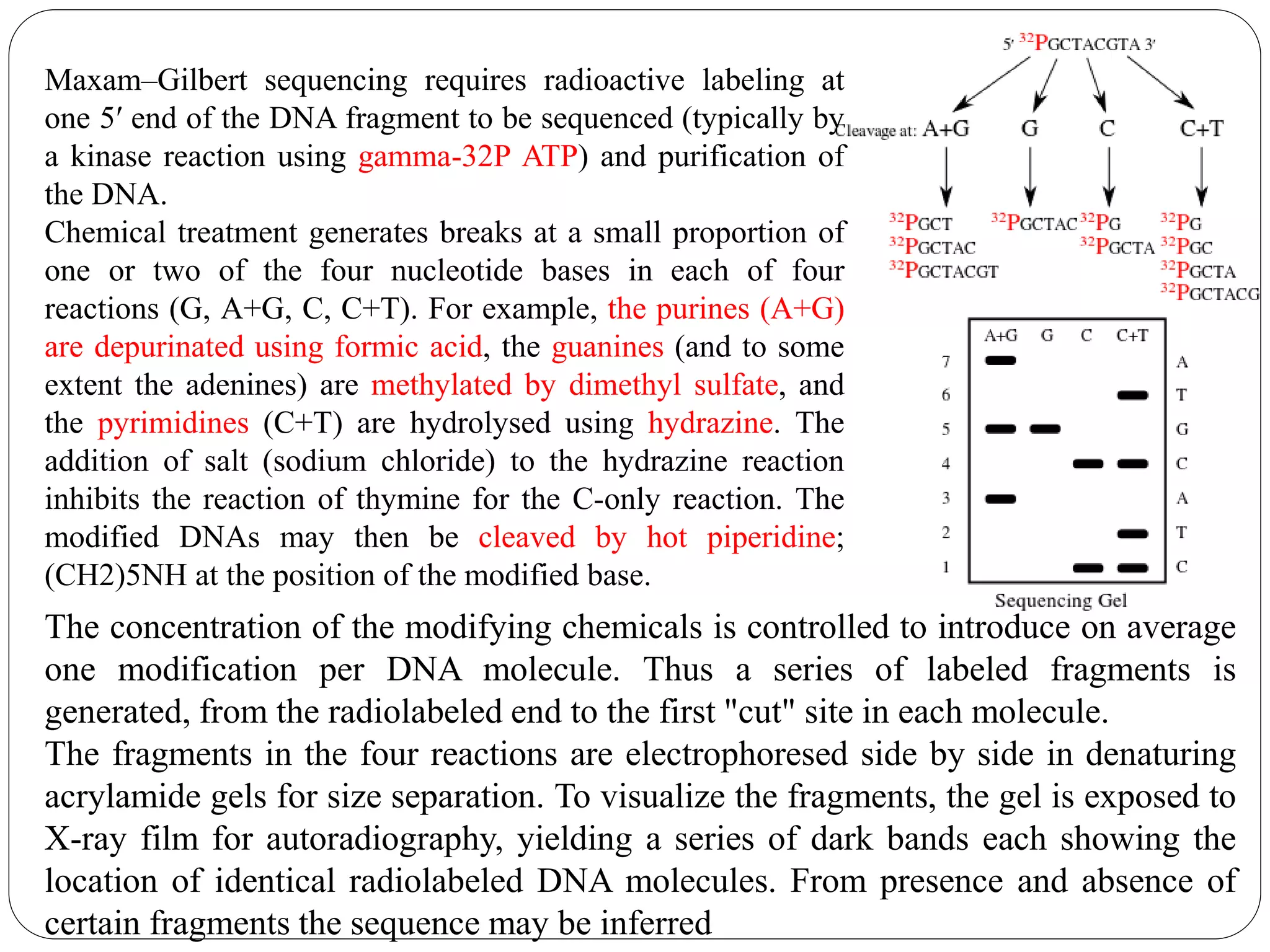 DNA sequencing- Maxam- Gilbert sequencing | PPT