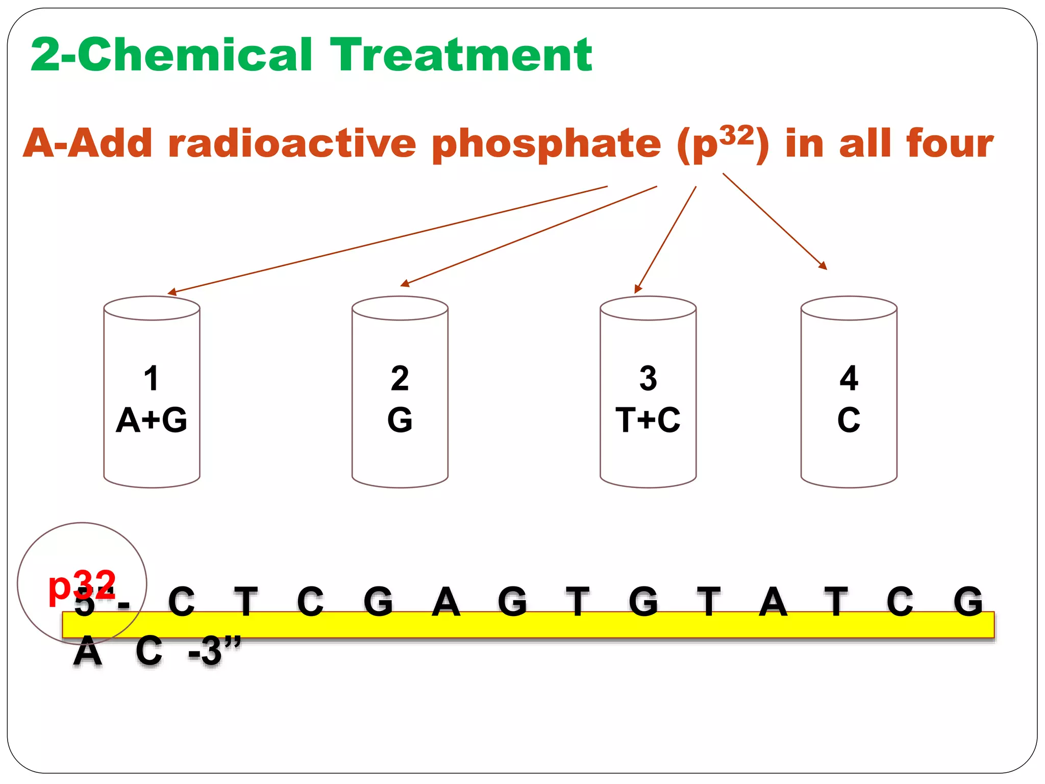 DNA sequencing- Maxam- Gilbert sequencing | PPT