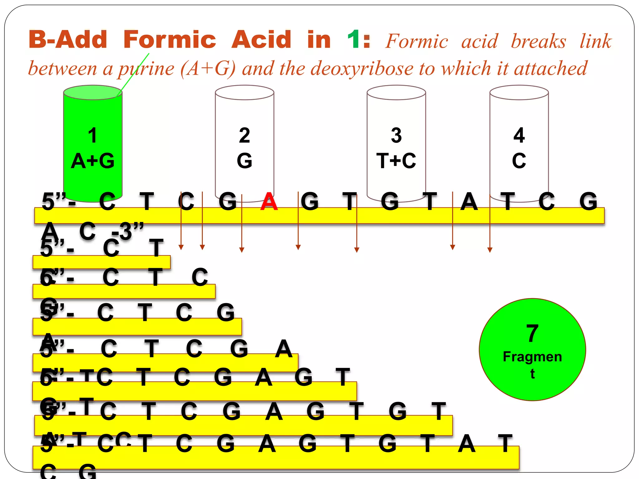 DNA sequencing- Maxam- Gilbert sequencing | PPT