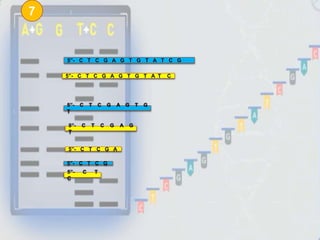 DNA sequencing- Maxam- Gilbert sequencing | PPT | Free Download