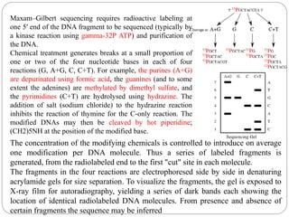 DNA sequencing- Maxam- Gilbert sequencing | PPT