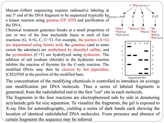 DNA sequencing- Maxam- Gilbert sequencing | PPT