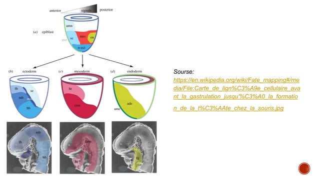FATE Map | PPT | Geography | Science