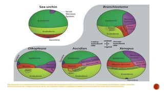 FATE Map | PPT | Geography | Science