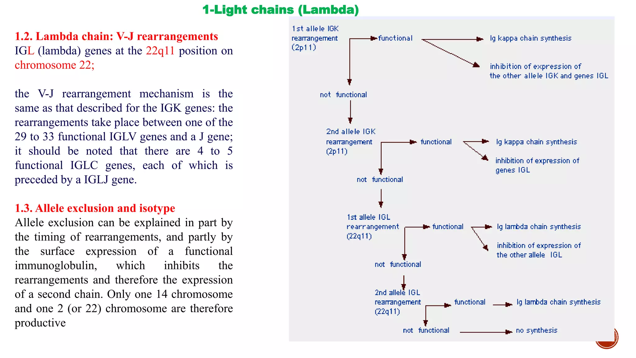 Immunoglobulin Gene Structure | PPT