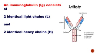 Immunoglobulin Gene Structure | PPT