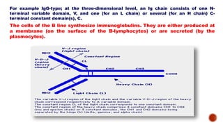 Immunoglobulin Gene Structure | PPT