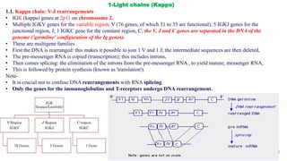Immunoglobulin Gene Structure | PPT