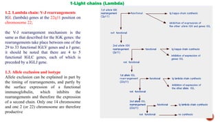 Immunoglobulin Gene Structure | PPT