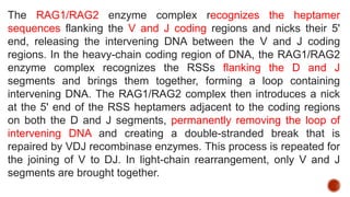 Immunoglobulin Gene Structure | PPT