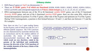 Immunoglobulin Gene Structure | PPT