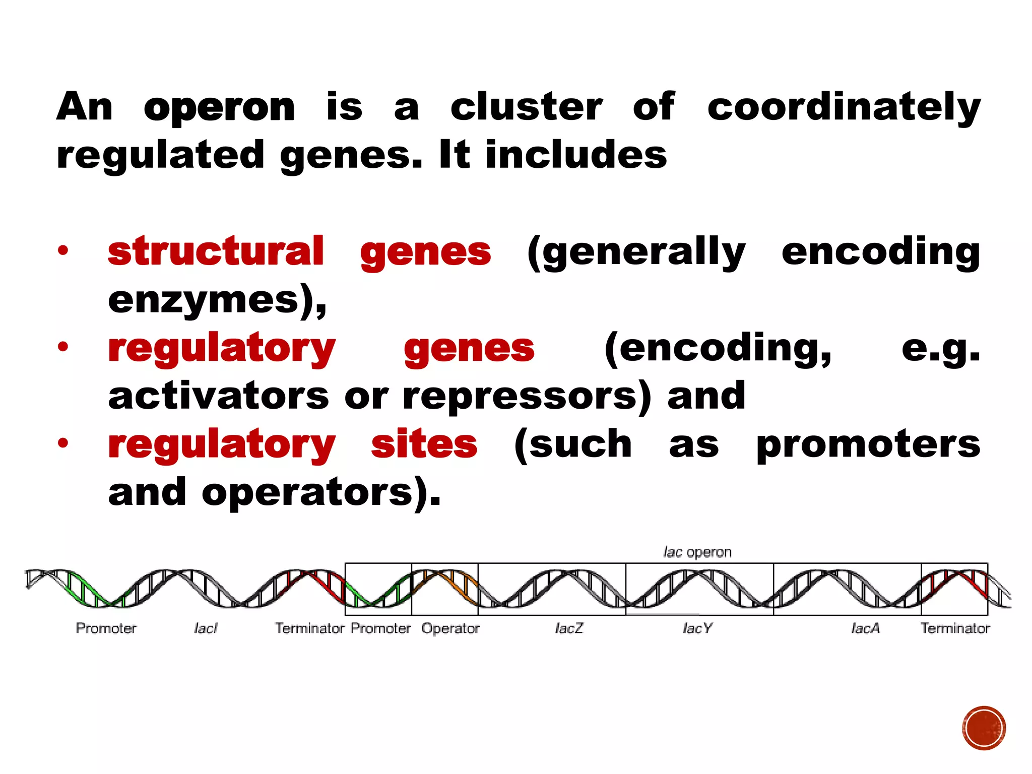 Operon Modal of Gene Regulation | PPT
