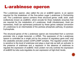 Operon Modal of Gene Regulation | PPT