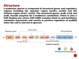 Operon Modal of Gene Regulation | PPT