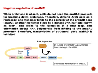 Operon Modal of Gene Regulation | PPT