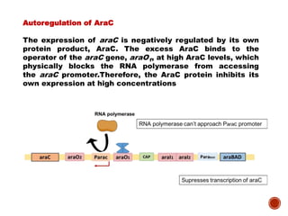 Operon Modal of Gene Regulation | PPT