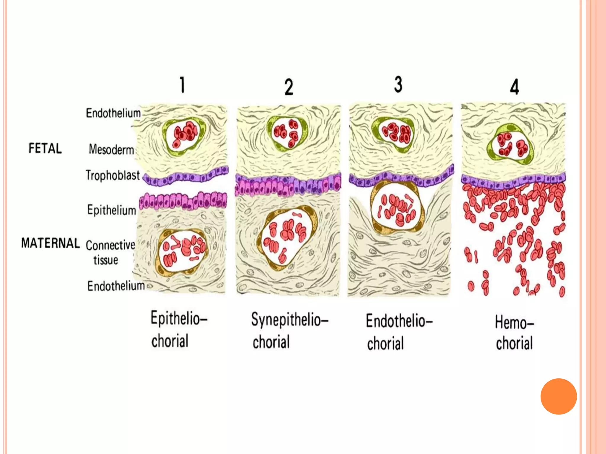 Placenta structure and Classification | PPT