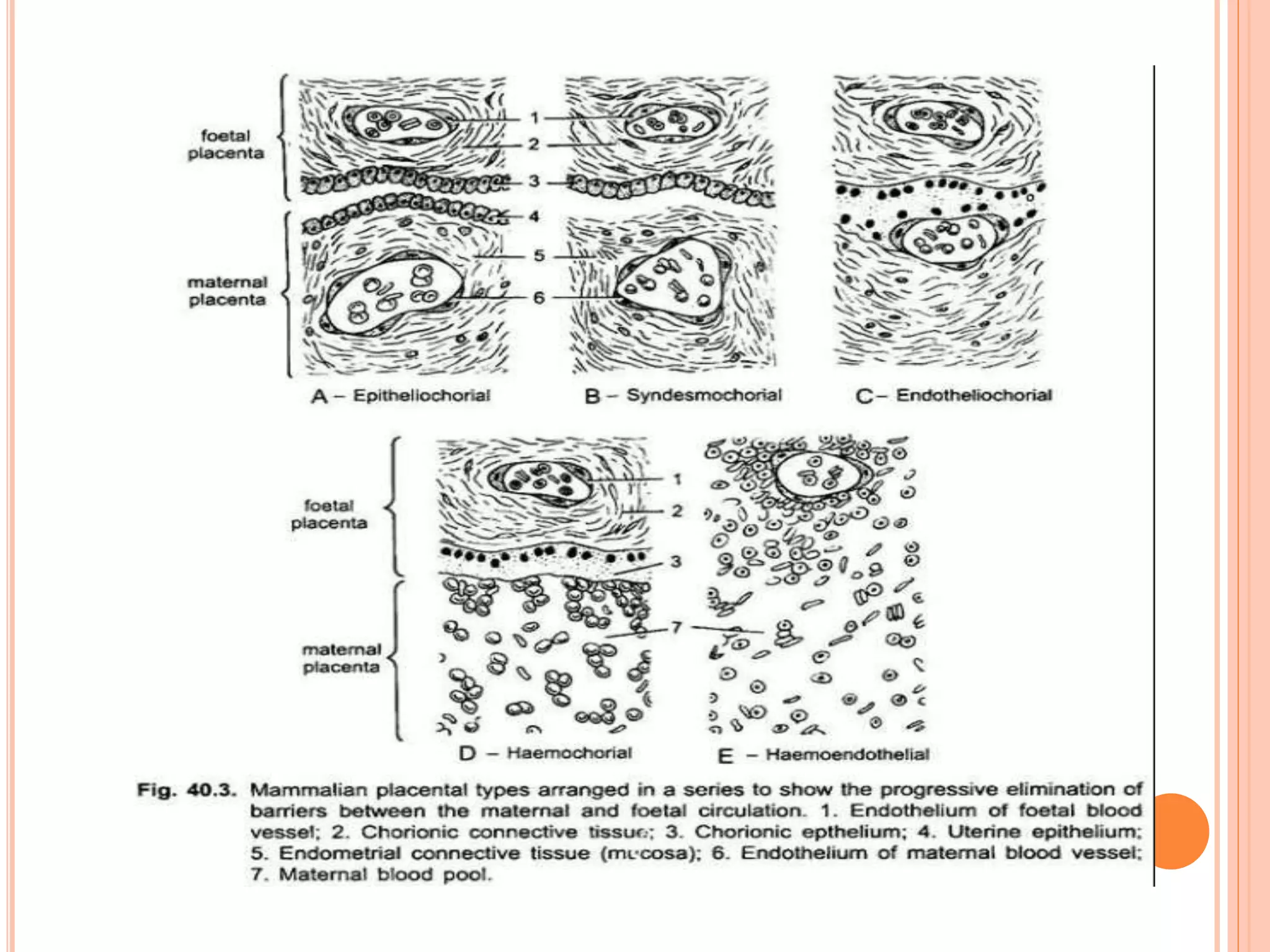 Placenta structure and Classification | PPT