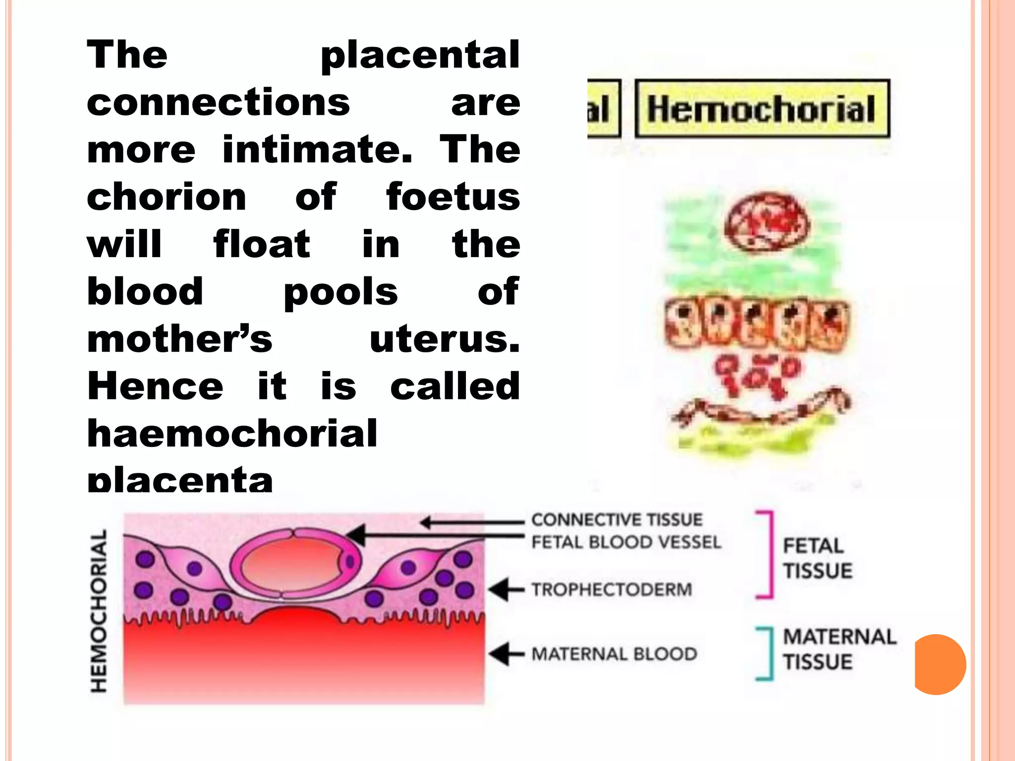 Placenta structure and Classification | PPT