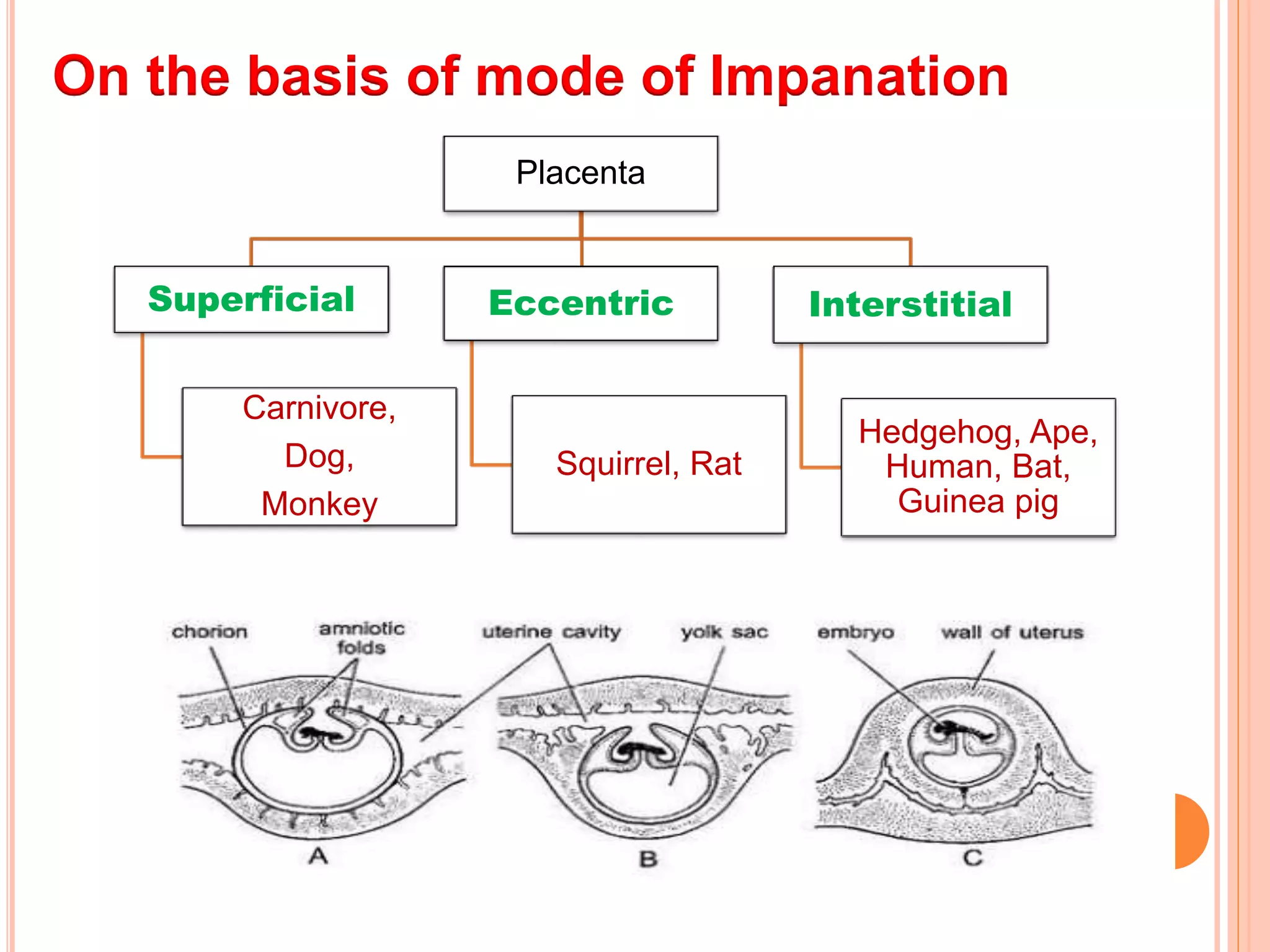Placenta structure and Classification | PPT | Pregnancy | Reproductive ...