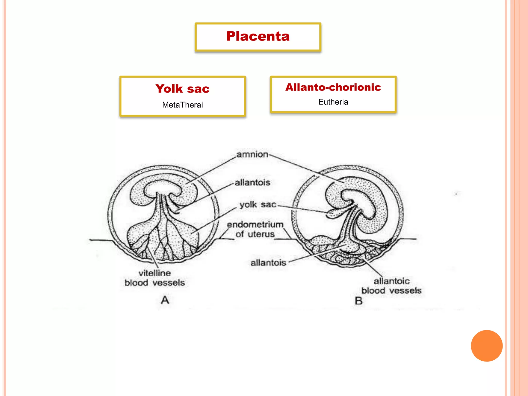 Placenta structure and Classification | PPT