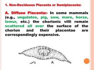 Placenta structure and Classification | PPT