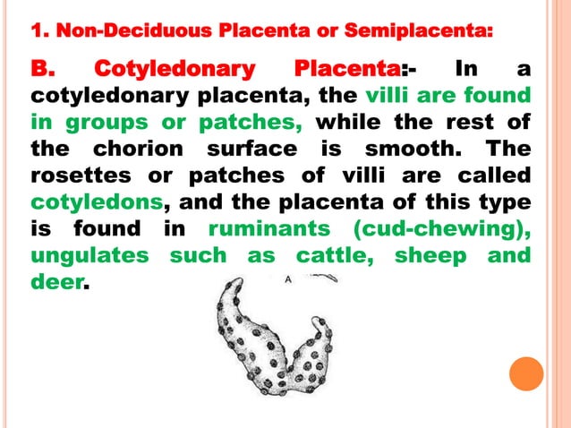 Placenta structure and Classification | PPT | Pregnancy | Reproductive ...