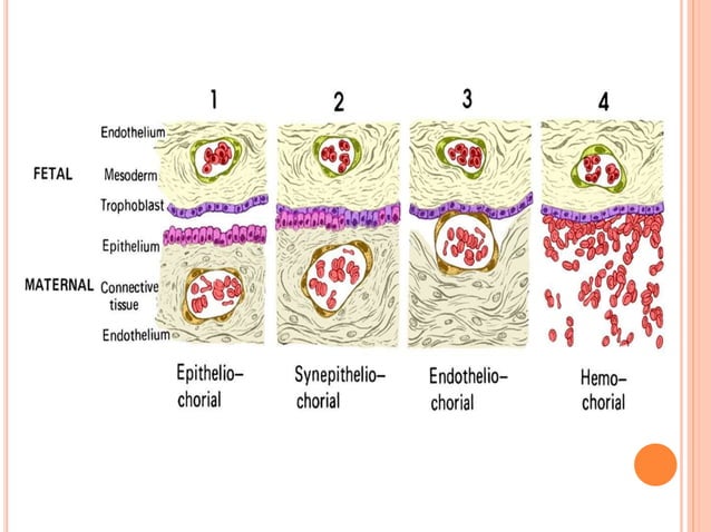 Placenta structure and Classification | PPT | Pregnancy | Reproductive ...