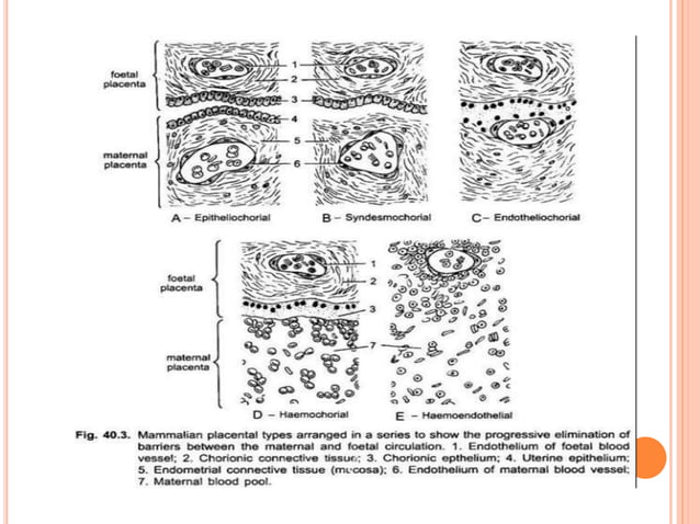 Placenta structure and Classification | PPT | Pregnancy | Reproductive ...