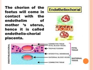 Placenta structure and Classification | PPT