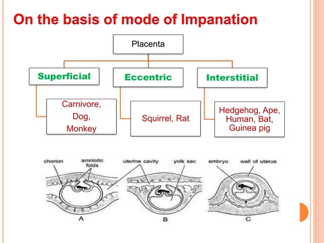 Placenta structure and Classification | PPT | Pregnancy | Reproductive ...