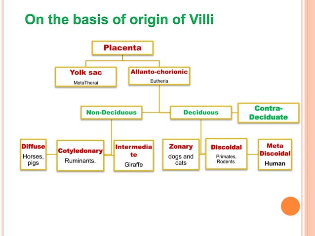 Placenta structure and Classification | PPT | Pregnancy | Reproductive ...