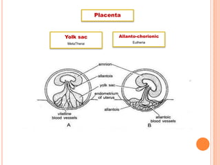 Placenta structure and Classification | PPT