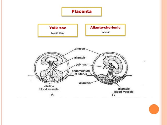 Placenta structure and Classification | PPT | Pregnancy | Reproductive ...